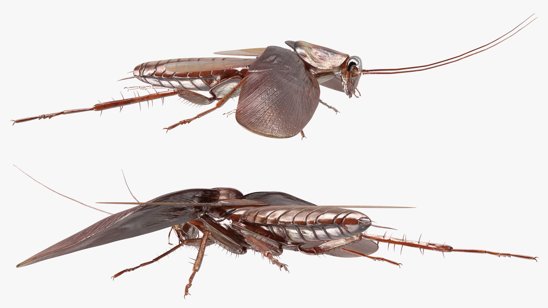 Flying Cockroach T-Pose 3D model - TurboSquid 2073126