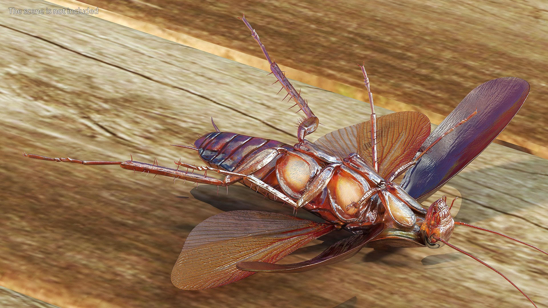 Flying Cockroach T-Pose 3D model - TurboSquid 2073126