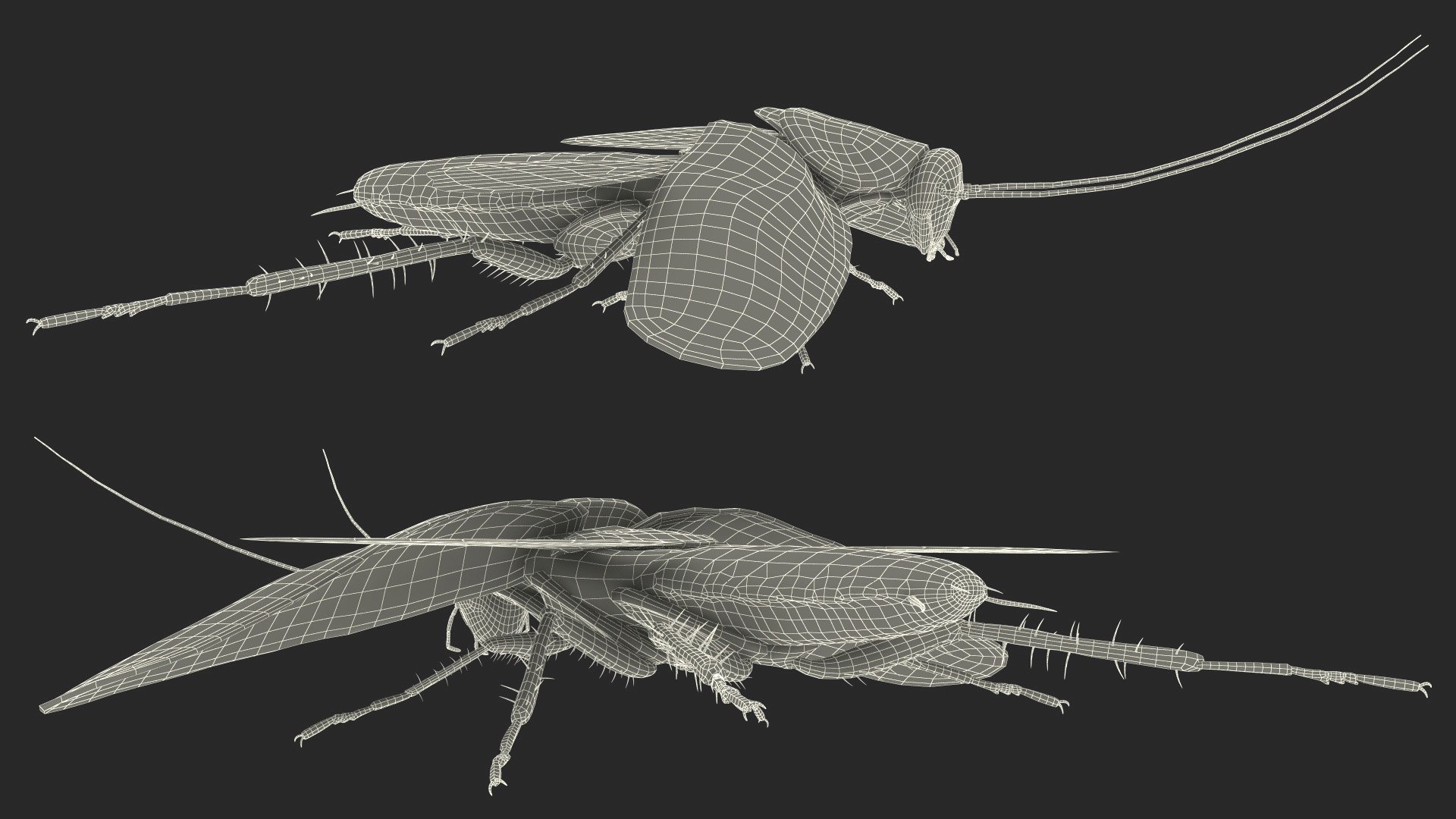 Flying Cockroach T-Pose 3D model - TurboSquid 2073126