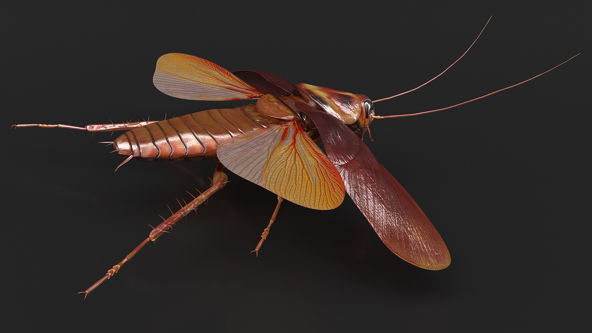 Flying Cockroach T-Pose 3D model - TurboSquid 2073126