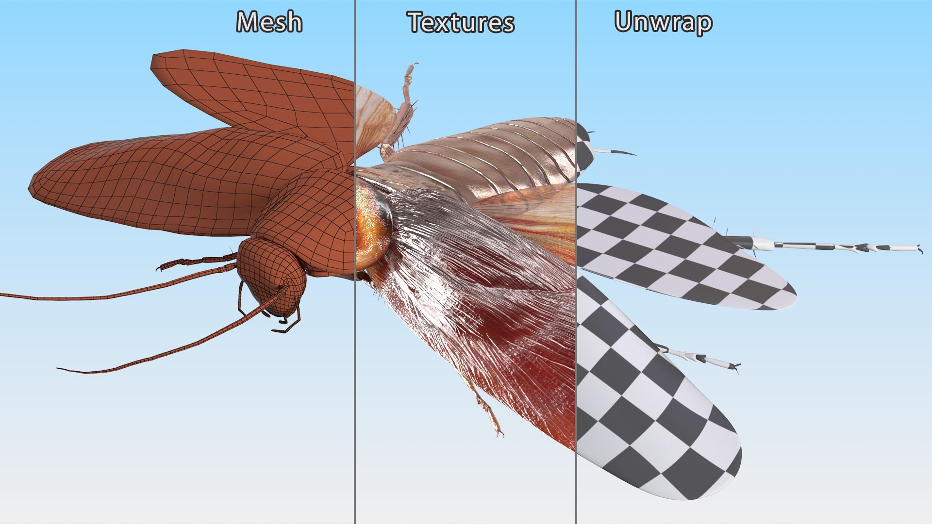 Flying Cockroach T-Pose 3D model - TurboSquid 2073126