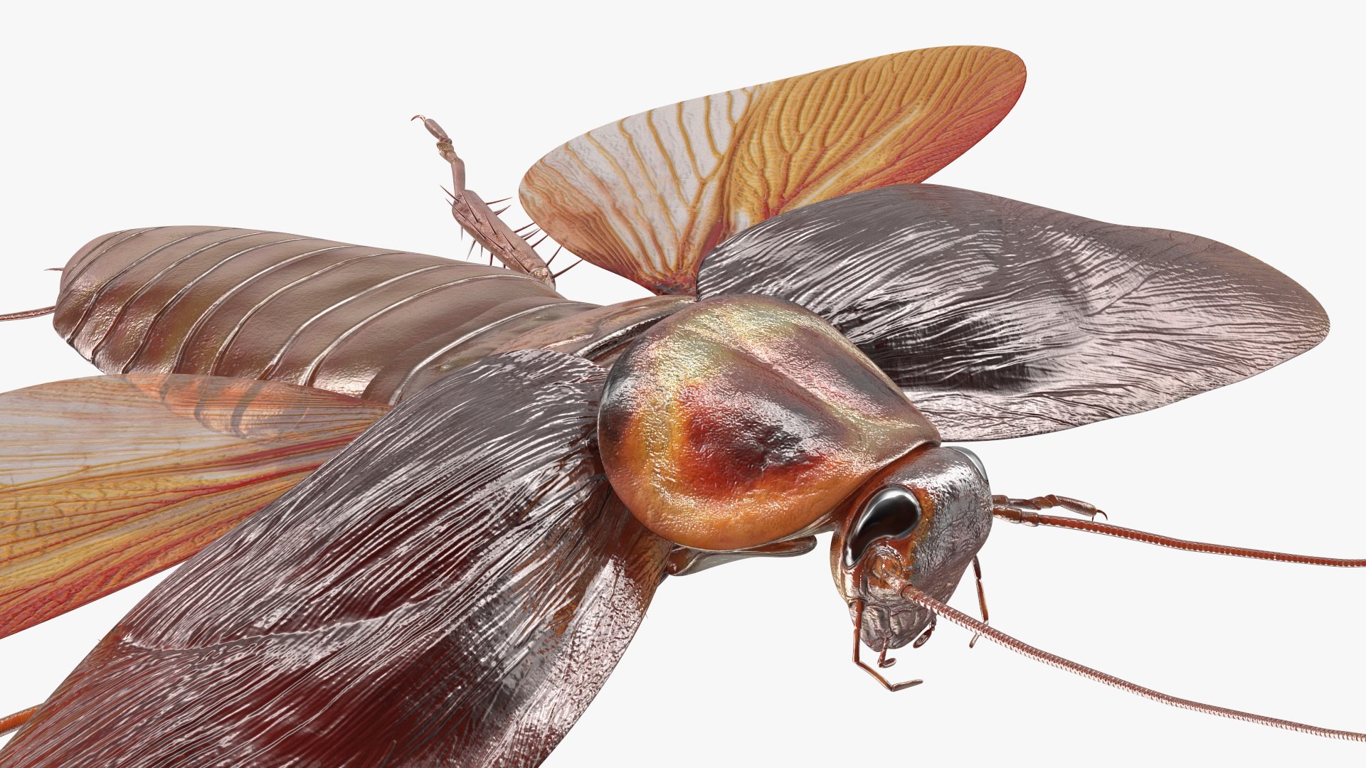 Flying Cockroach T-Pose 3D model - TurboSquid 2073126