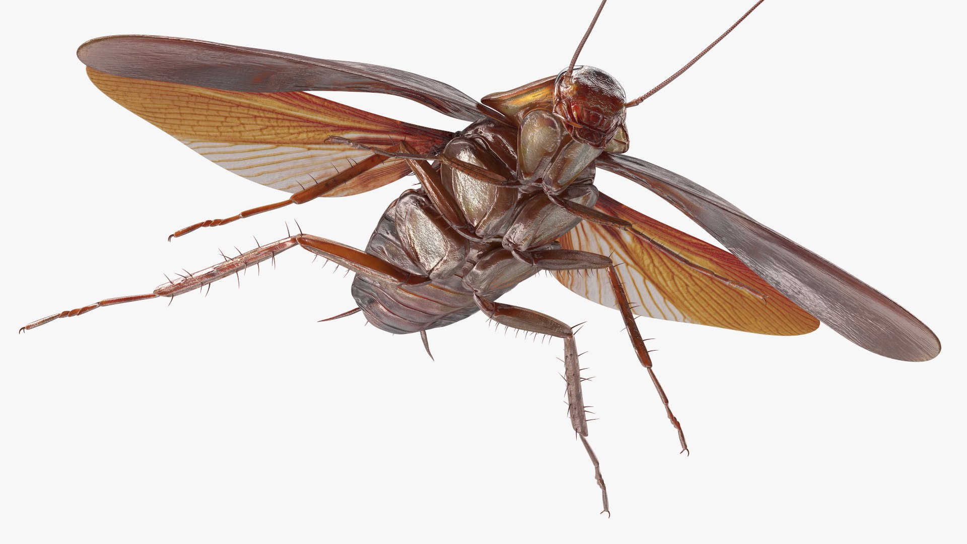 Flying Cockroach T-Pose 3D model - TurboSquid 2073126