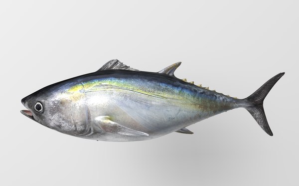 3D model TUNA FISH Rigged L1560 - TurboSquid 1817057