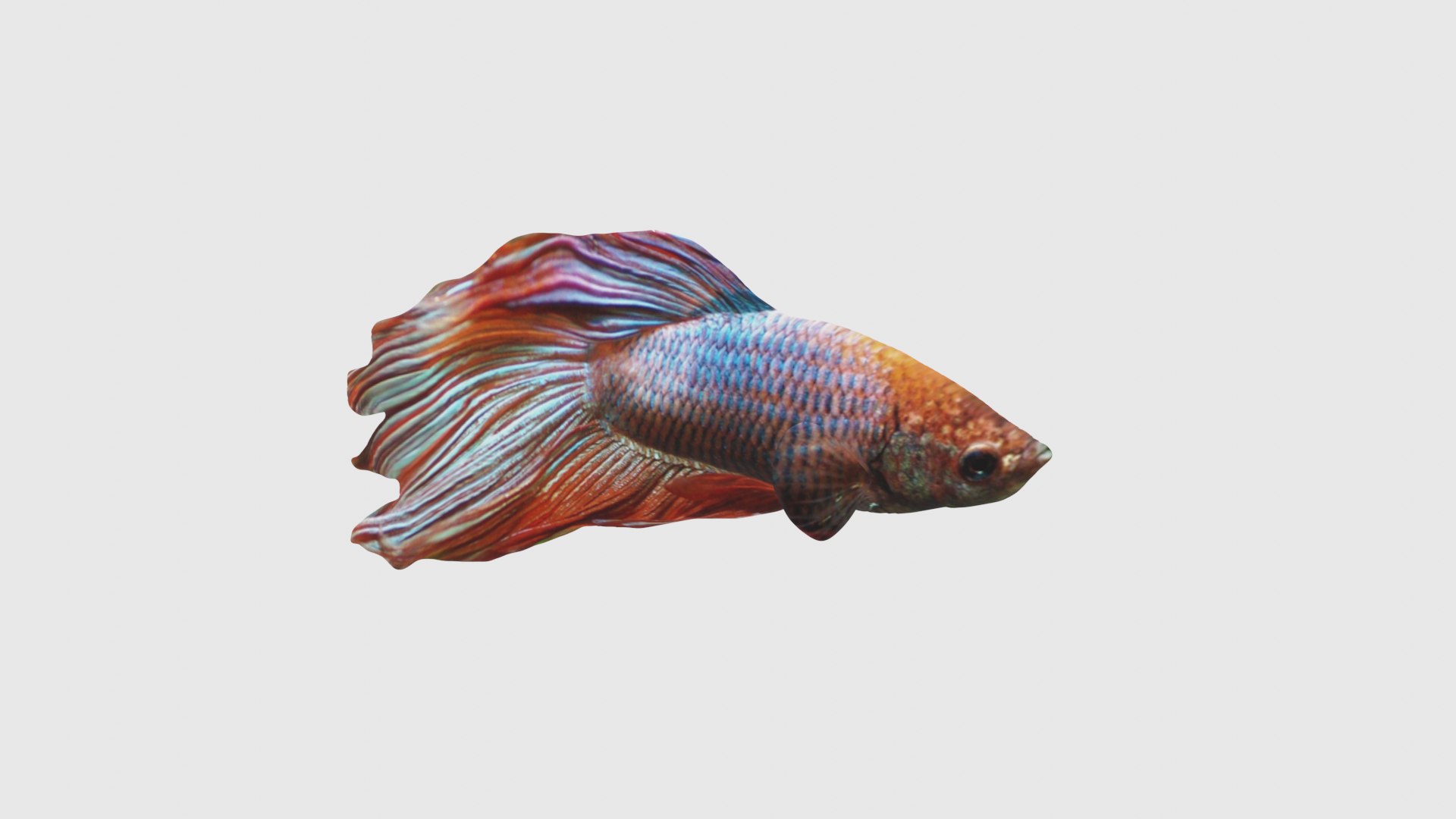 3D Low Poly Betta Fish Rigged With Realistic Texture - TurboSquid 1876020