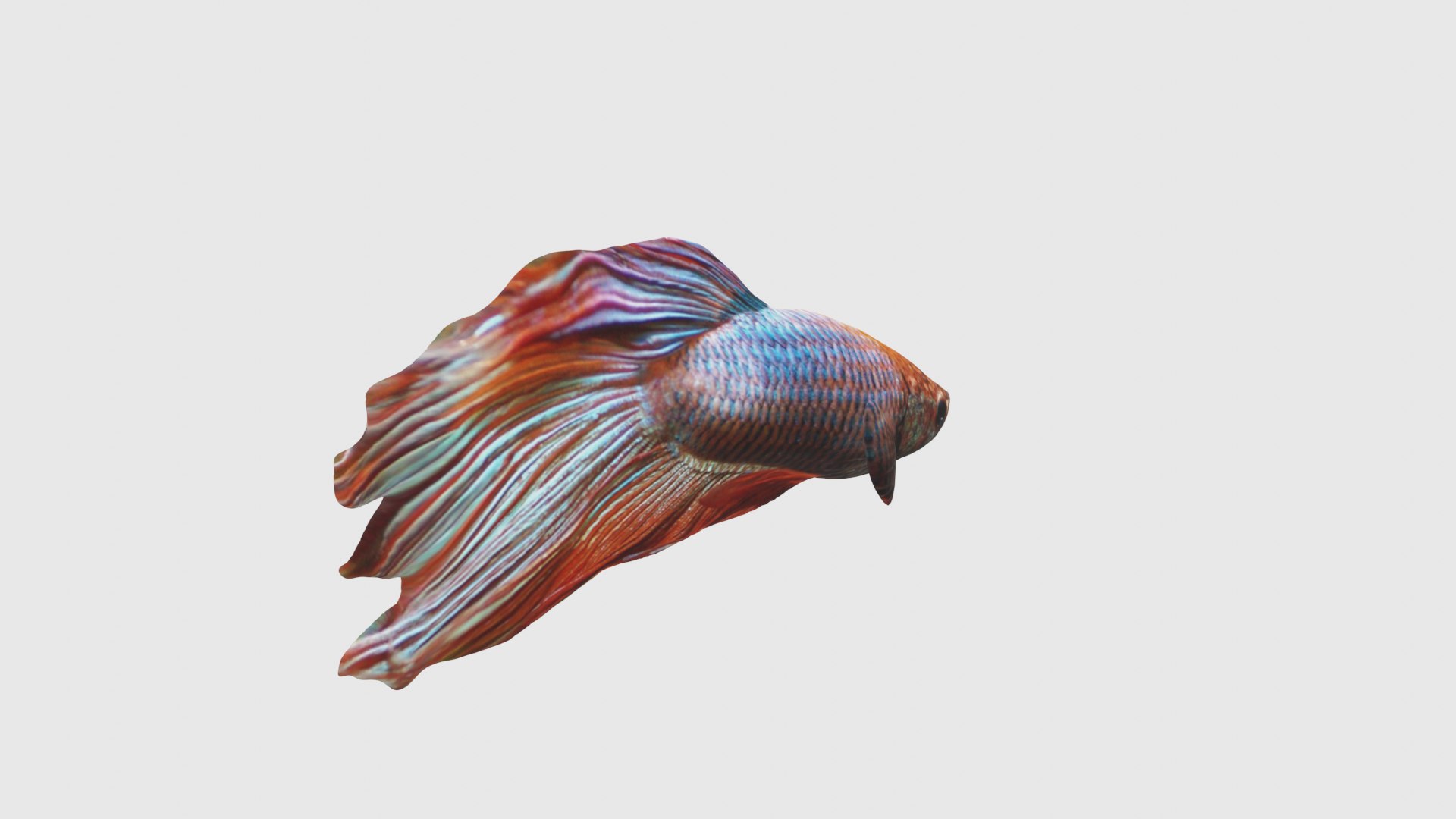3D Low Poly Betta Fish Rigged With Realistic Texture - TurboSquid 1876020