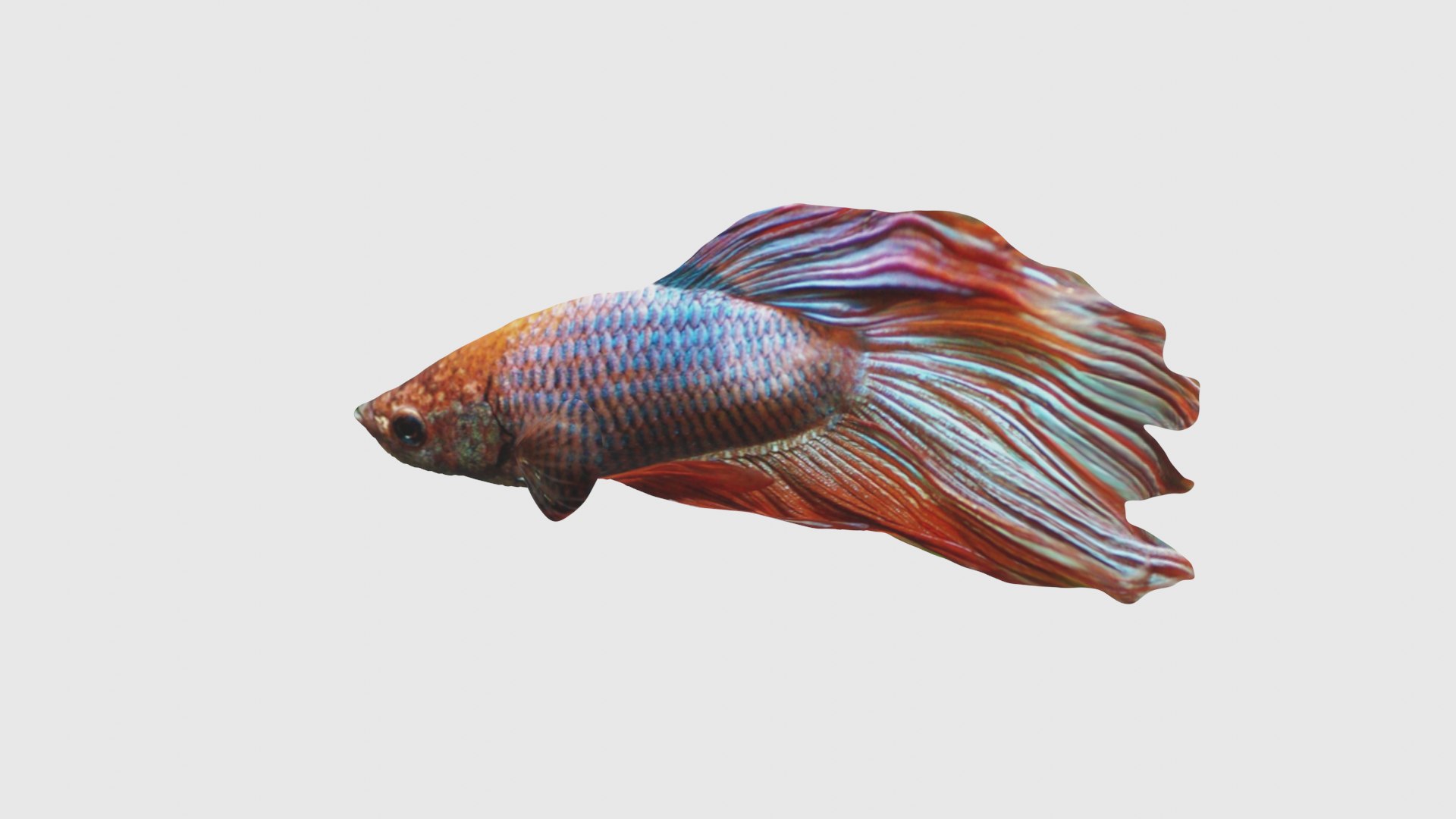 3D Low Poly Betta Fish Rigged With Realistic Texture - TurboSquid 1876020