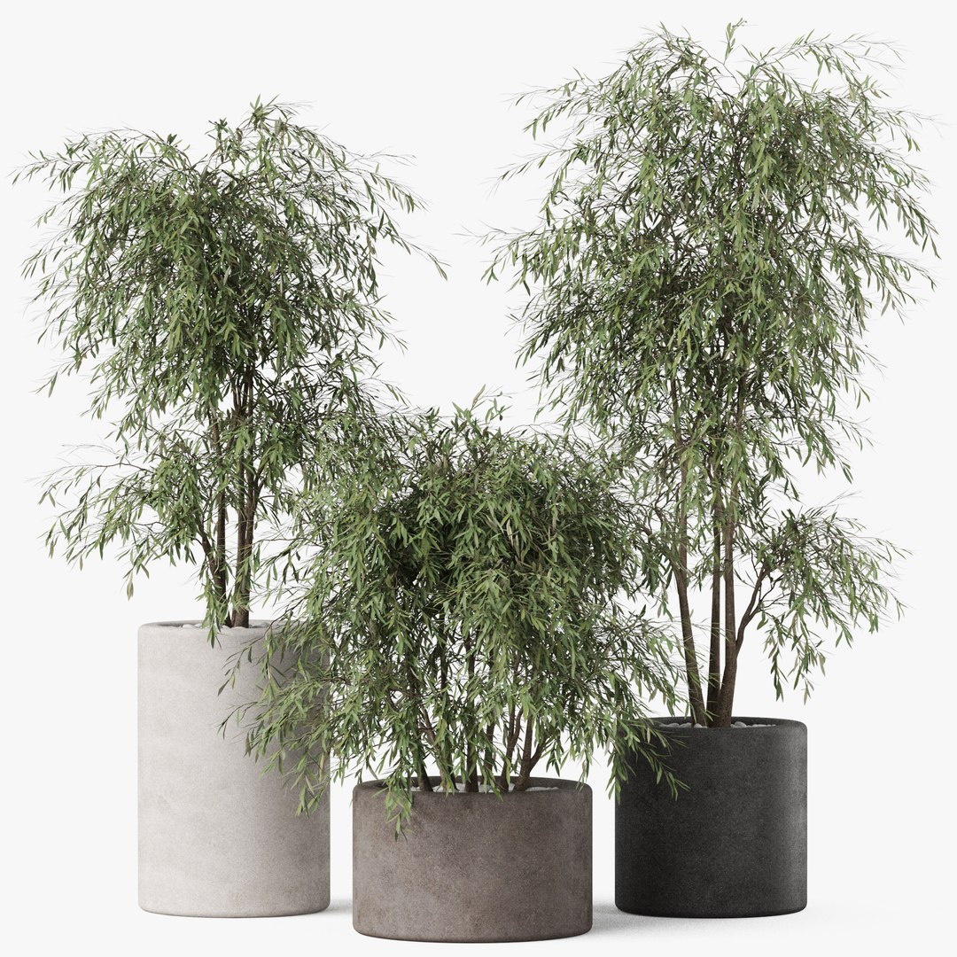 3D Plants Collection 898 Model - TurboSquid 2032645