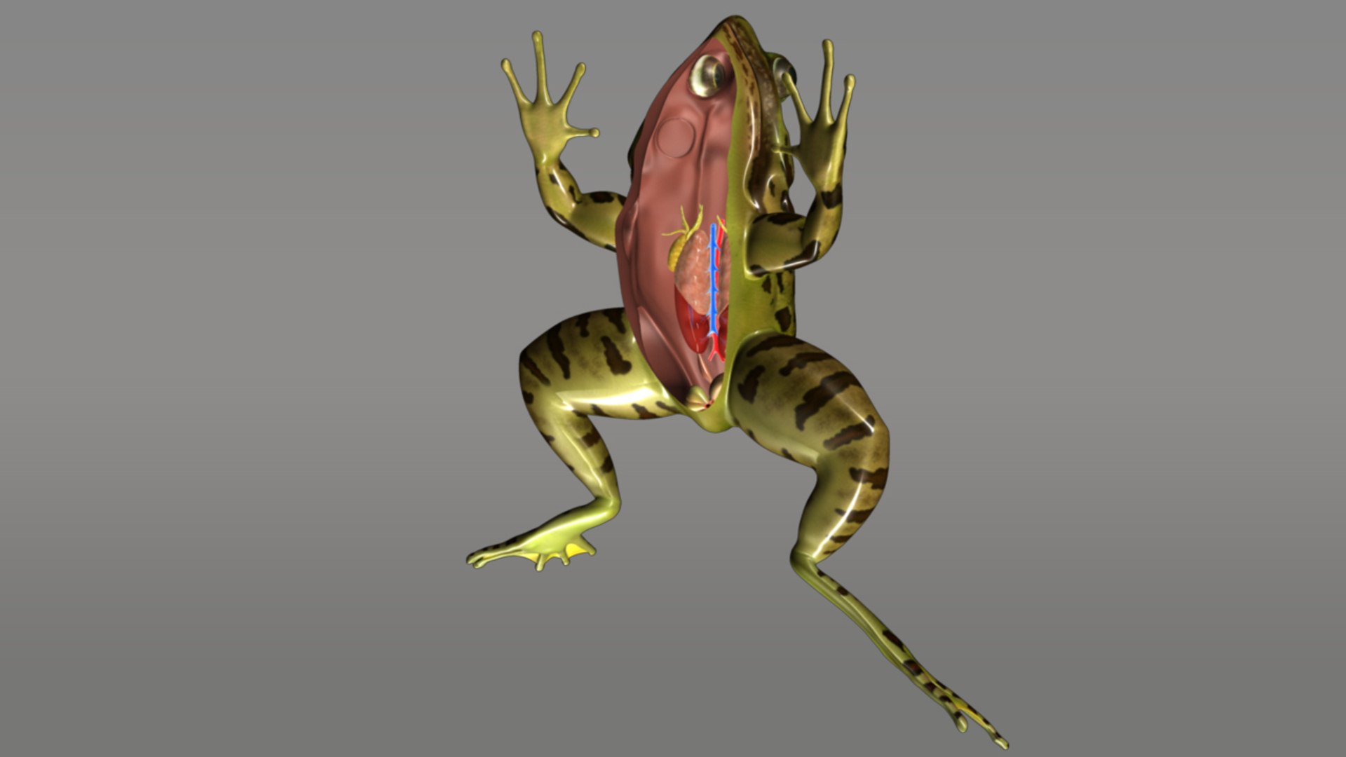 Maya Frog Reproductive Male
