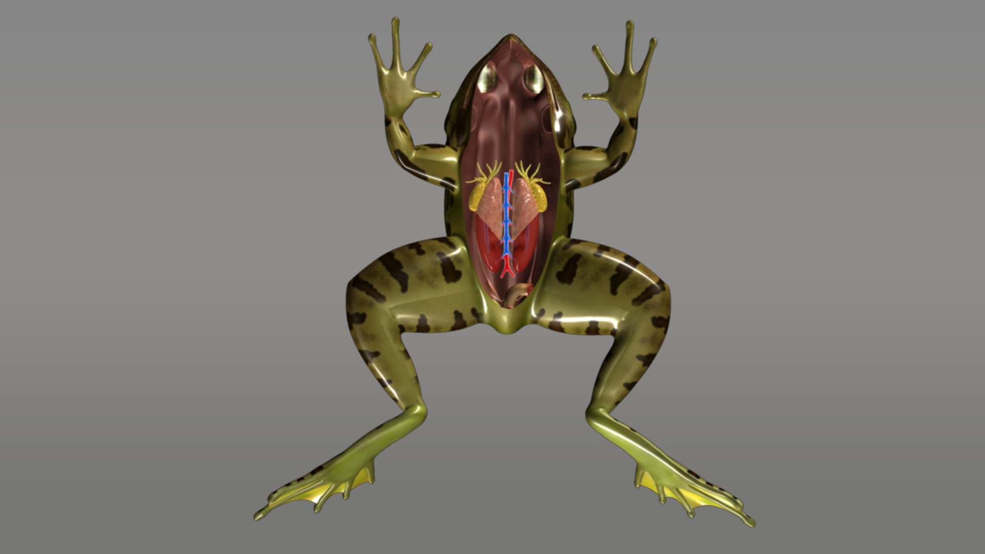 Maya Frog Reproductive Male