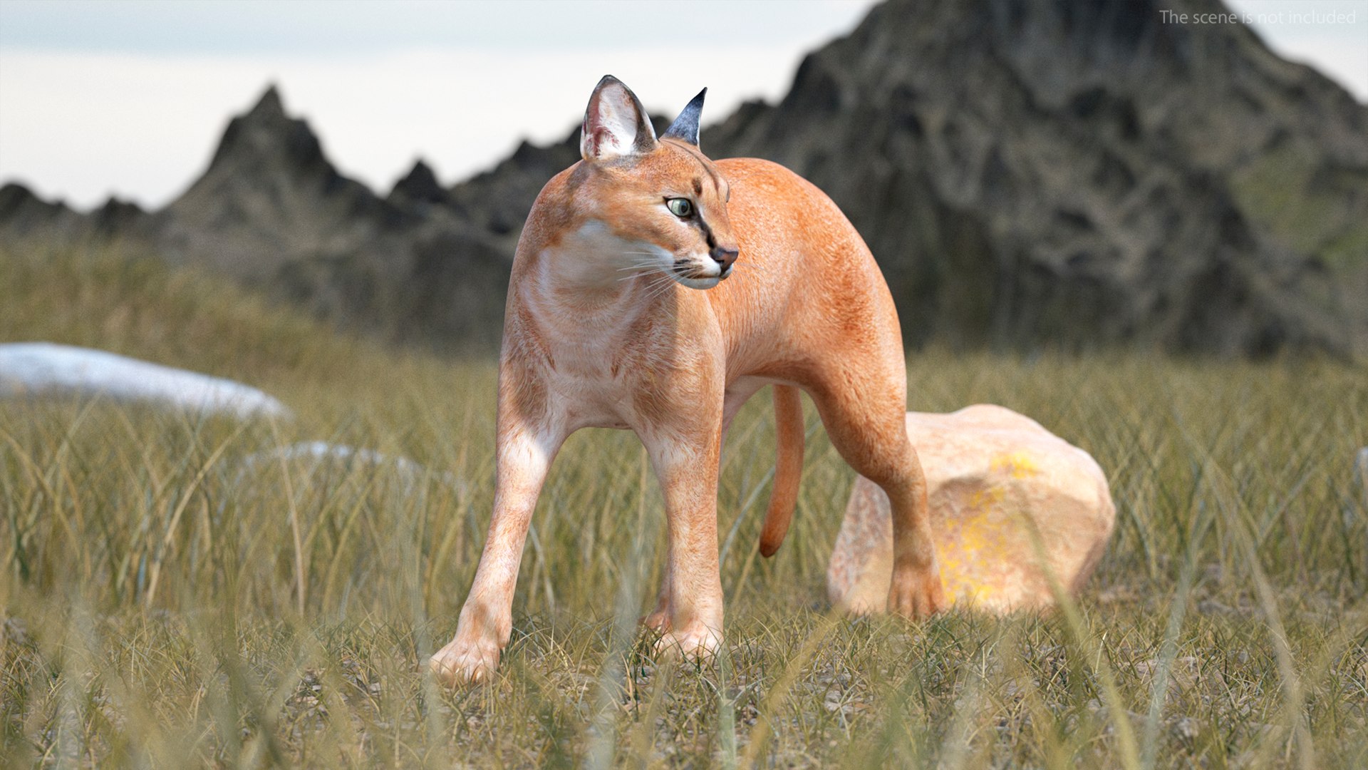 3D Caracal Cat Walking Pose model - TurboSquid 2181880