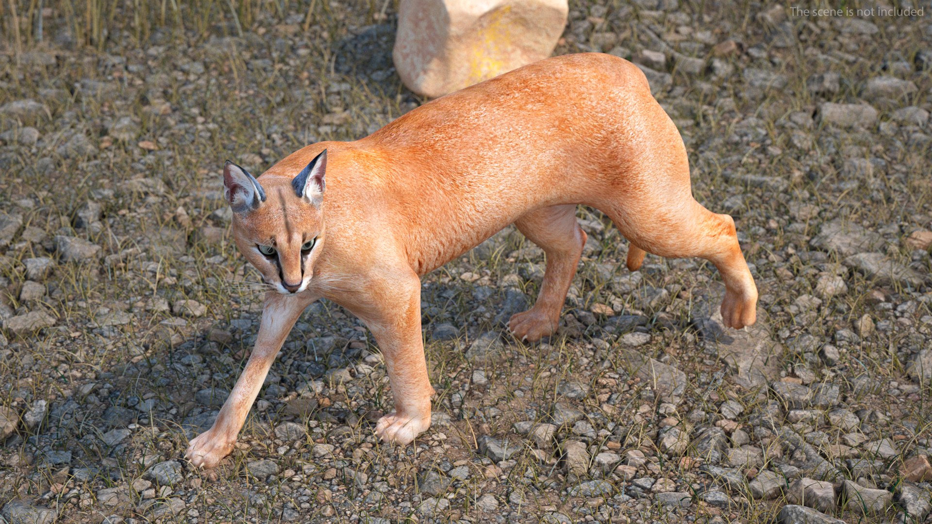 3D Caracal Cat Walking Pose model - TurboSquid 2181880