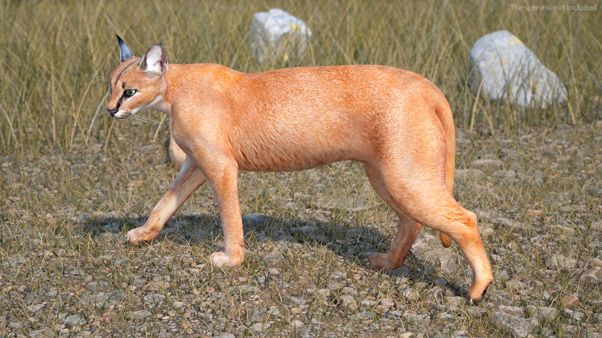 3D Caracal Cat Walking Pose model - TurboSquid 2181880