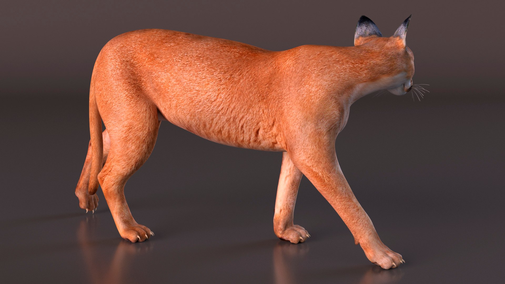 3D Caracal Cat Walking Pose model - TurboSquid 2181880
