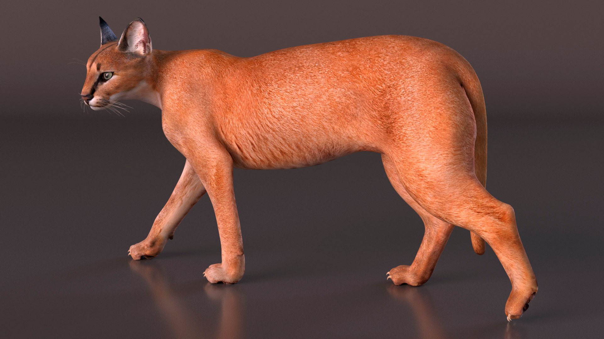 3D Caracal Cat Walking Pose model - TurboSquid 2181880