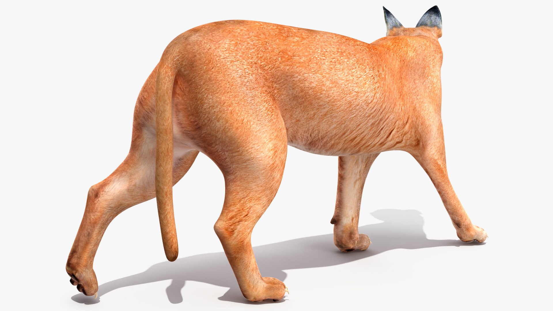 3D Caracal Cat Walking Pose model - TurboSquid 2181880