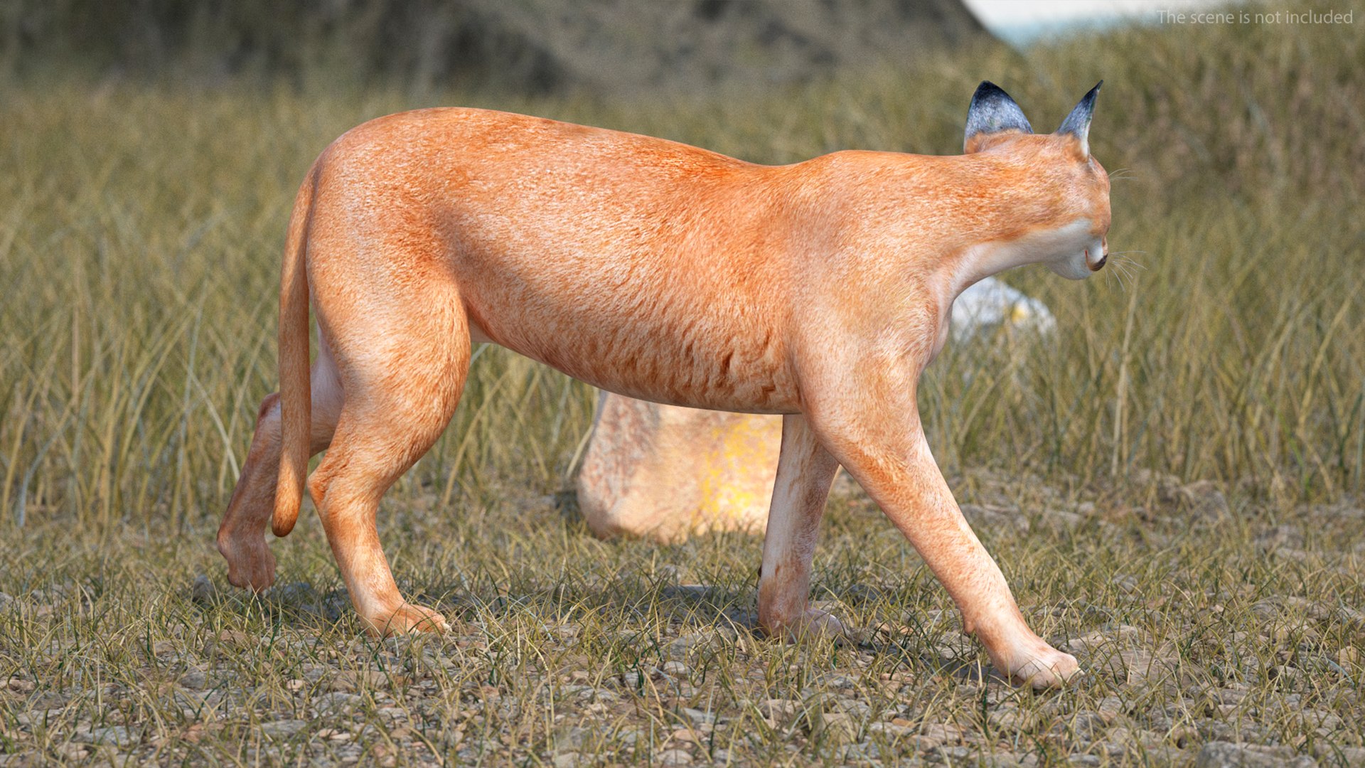 3D Caracal Cat Walking Pose model - TurboSquid 2181880