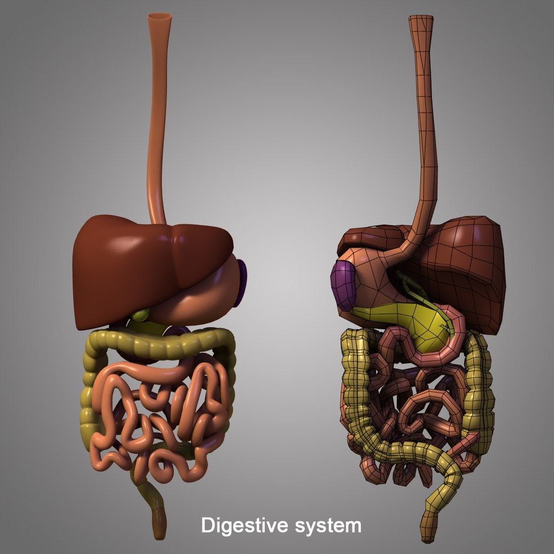 3d Female Body Digestive Systems Model
