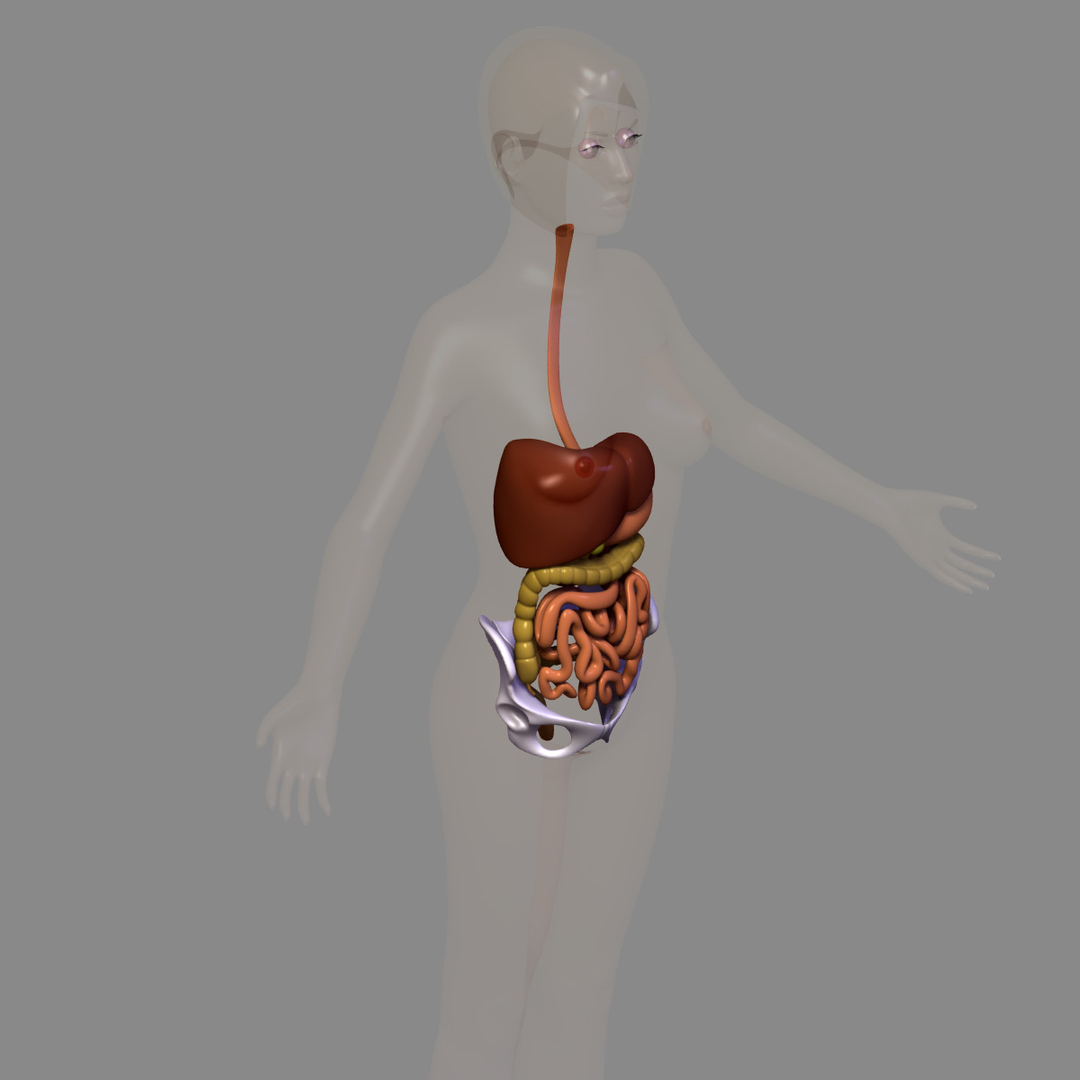 3d Female Body Digestive Systems Model