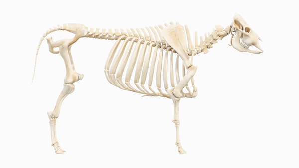 Cow Body Skeleton and Lymphatic System Static3Dモデル - TurboSquid 1893844