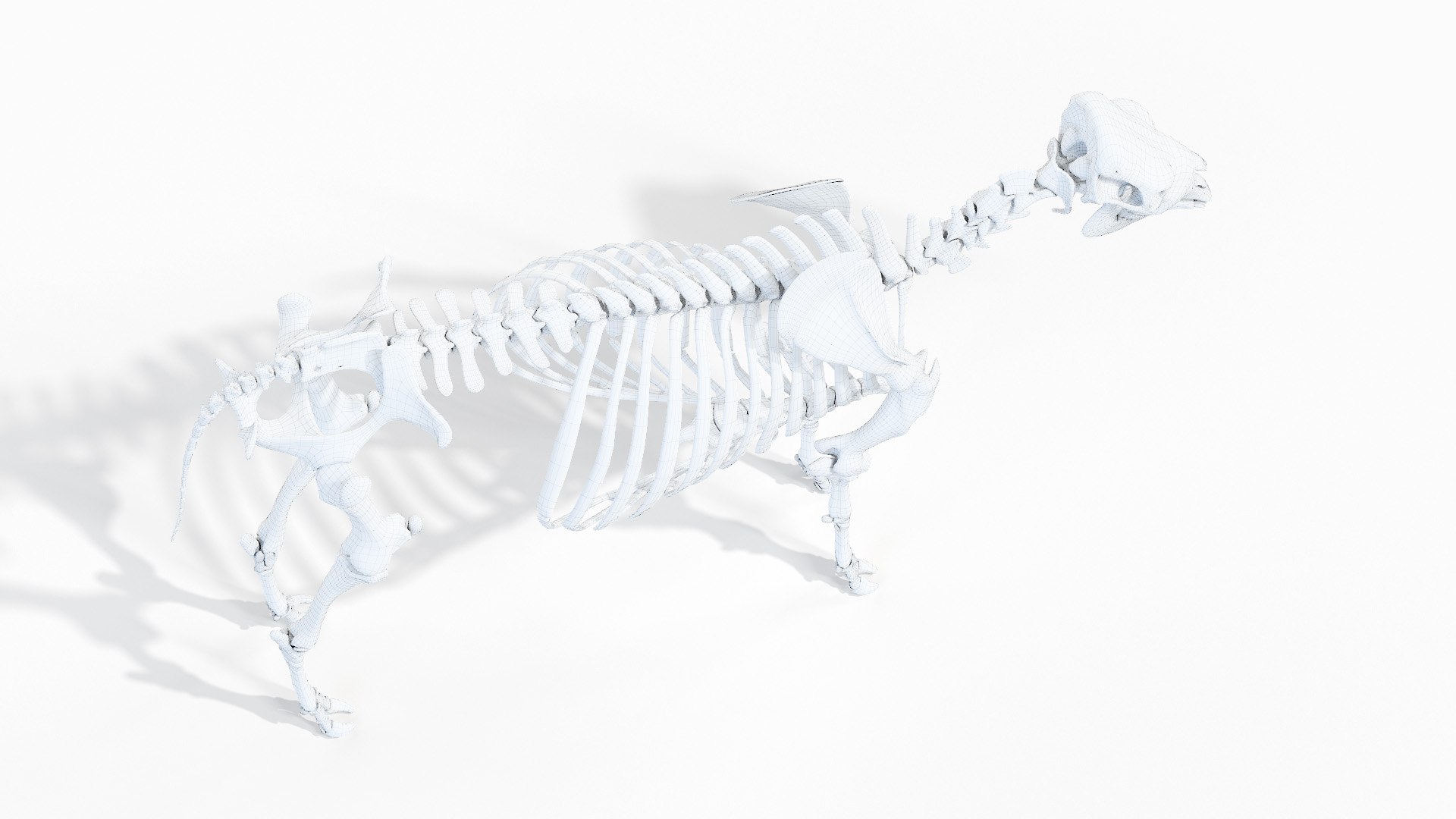 Cow Body Skeleton And Lymphatic System Static 3D Model - TurboSquid 1893844