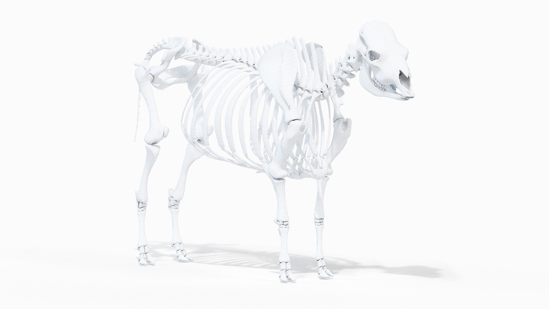 Cow Body Skeleton And Lymphatic System Static 3D Model - TurboSquid 1893844