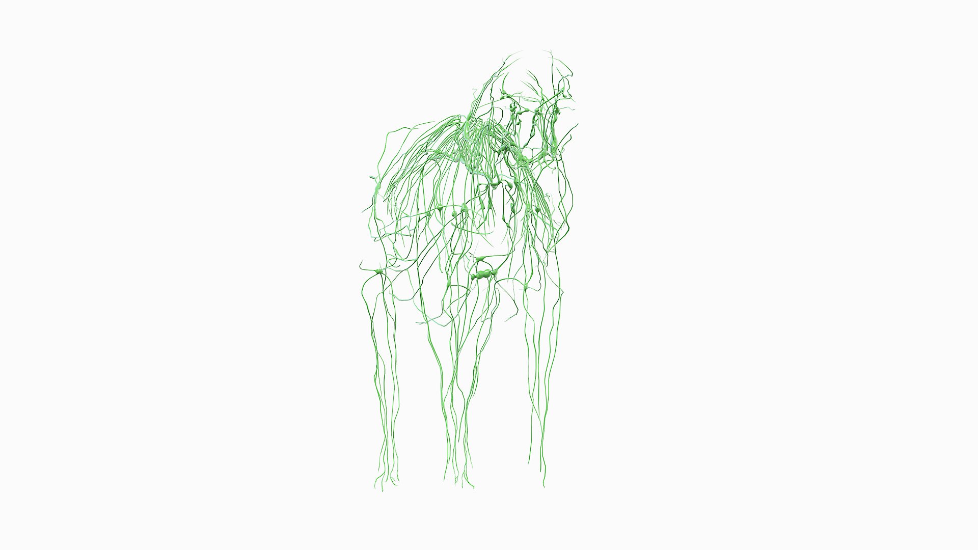 Cow Body Skeleton and Lymphatic System Static 3D model - TurboSquid 1893844