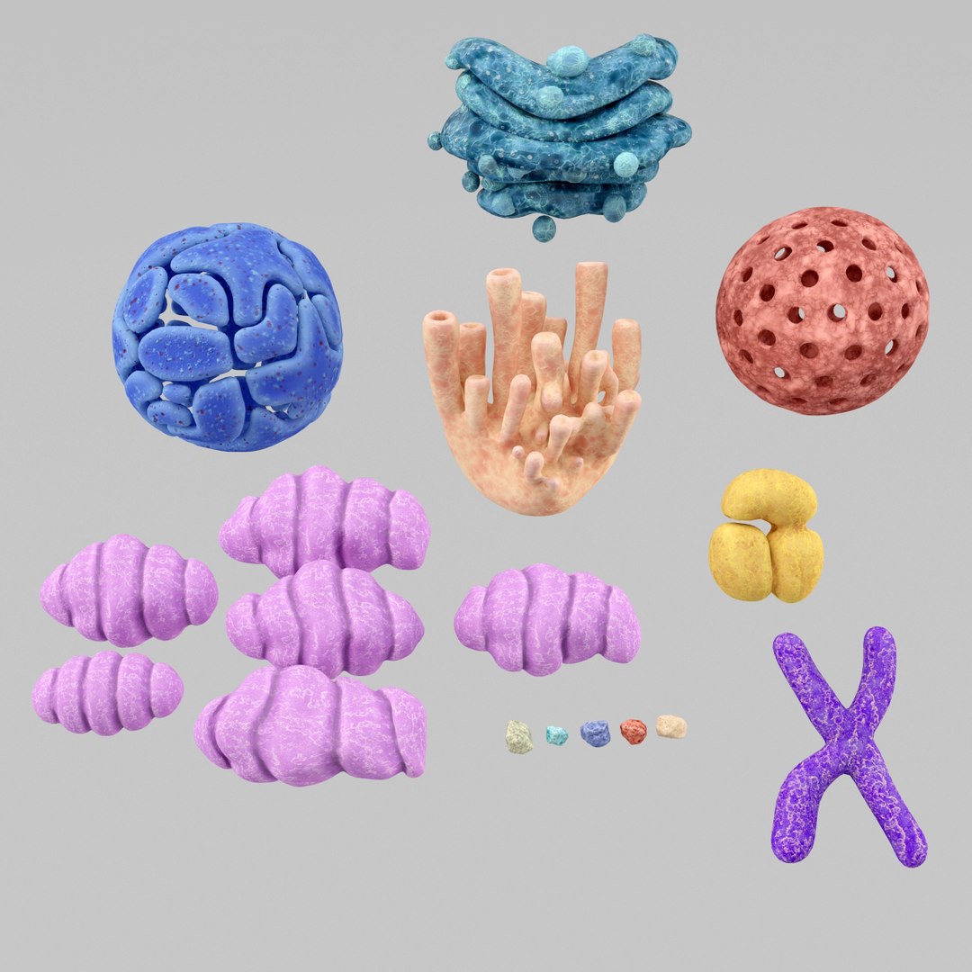3d Model Cell