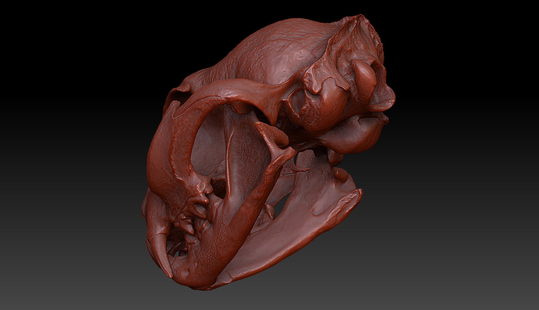 bobcat skull lynx 3d c4d