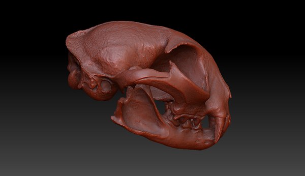 Lynx Rufus Skull