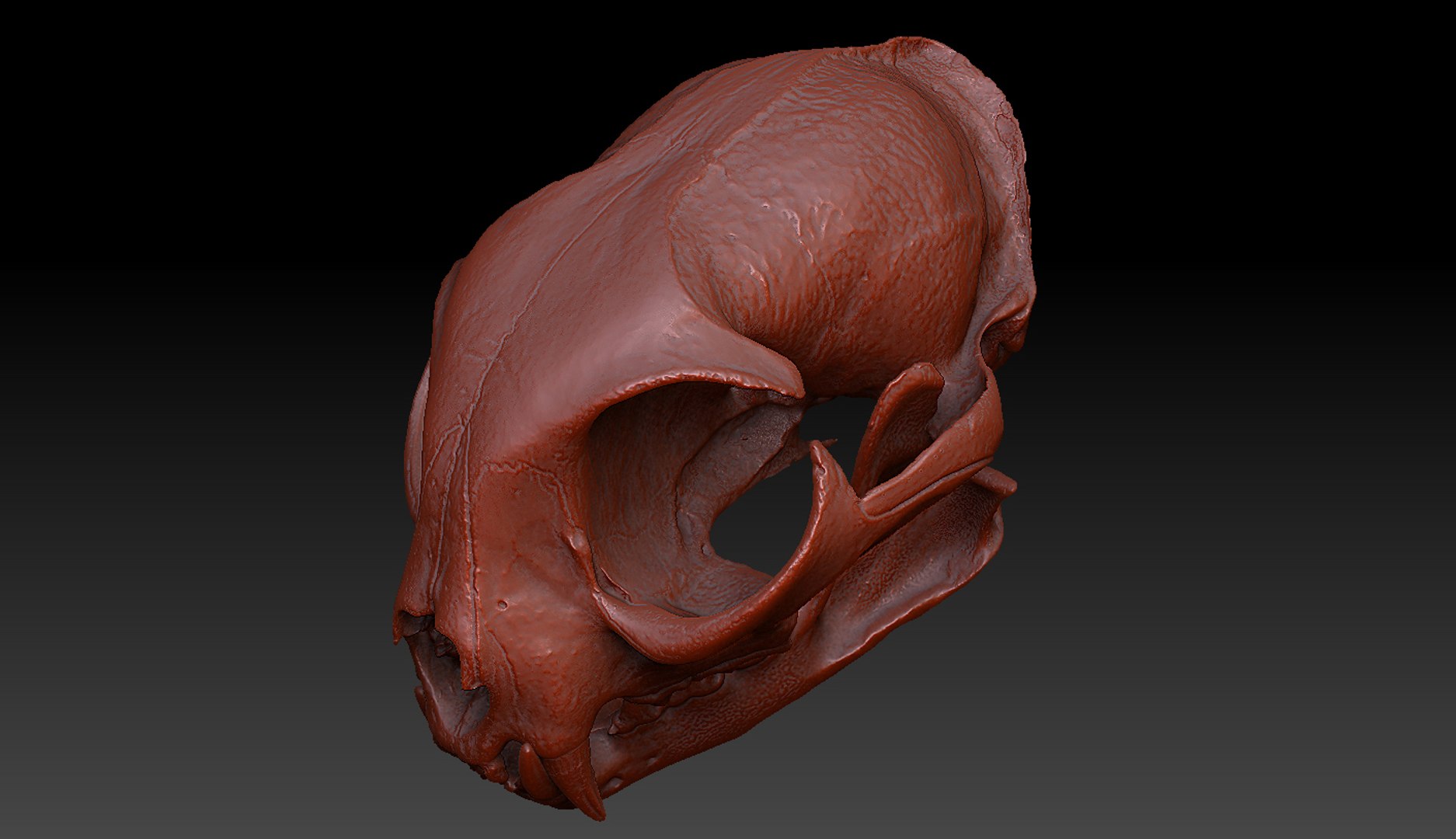 bobcat skull lynx 3d c4d