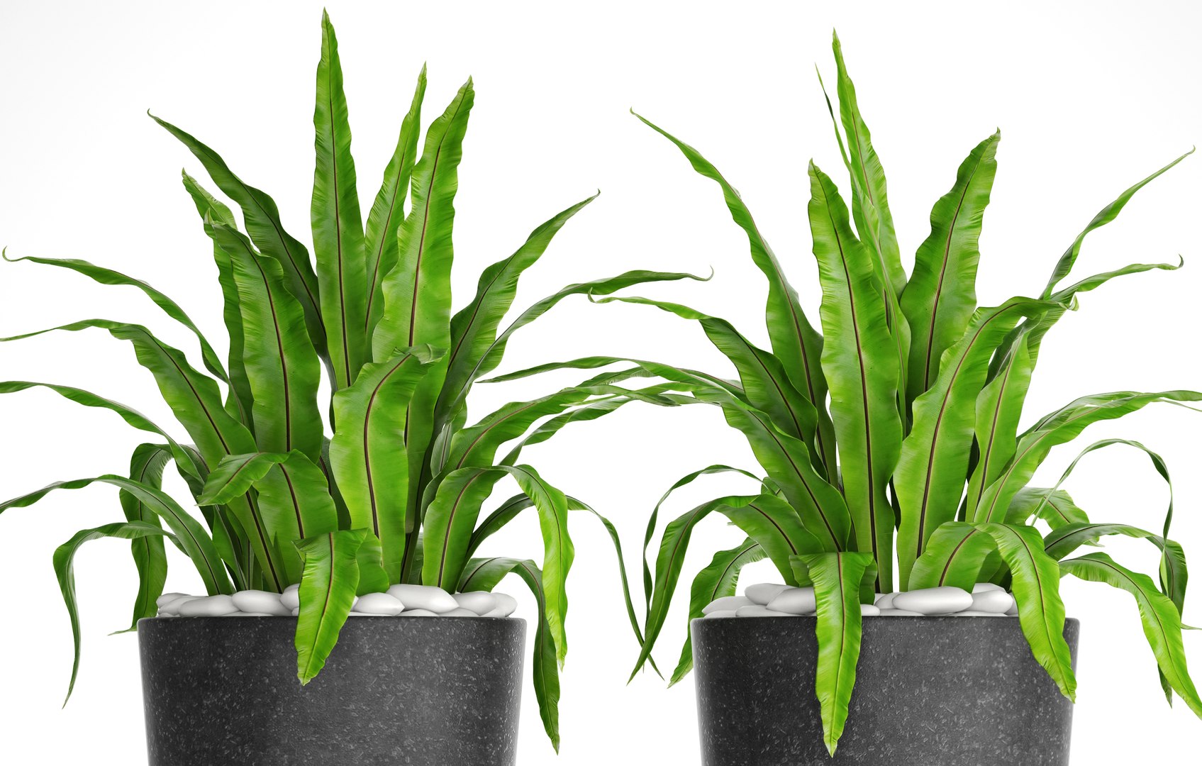 Asplenium Nidus 3D Model - TurboSquid 1156694