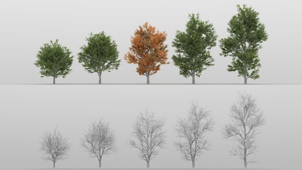 Summer ash tree 3D model - TurboSquid 1691478