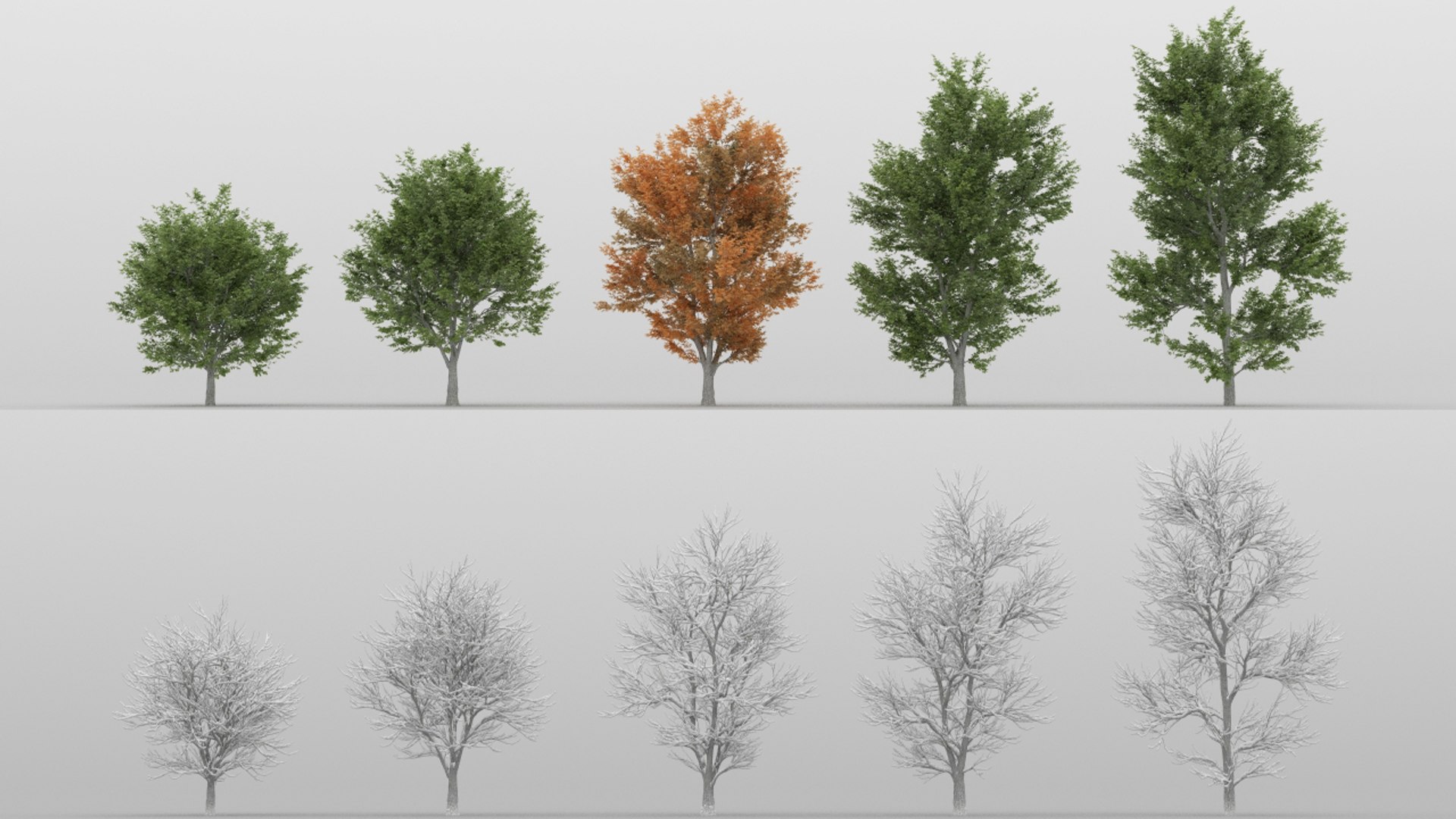 Summer ash tree 3D model - TurboSquid 1691478