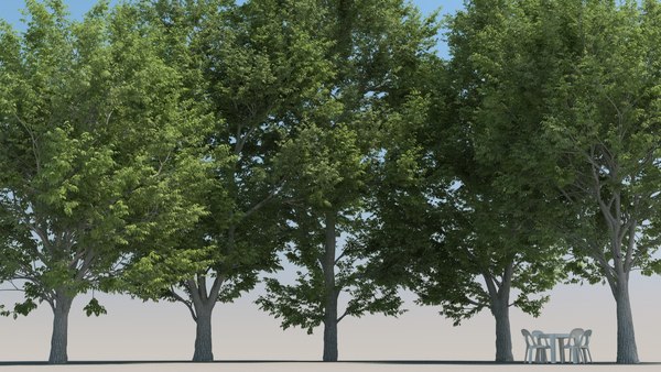 Summer ash tree 3D model - TurboSquid 1691478