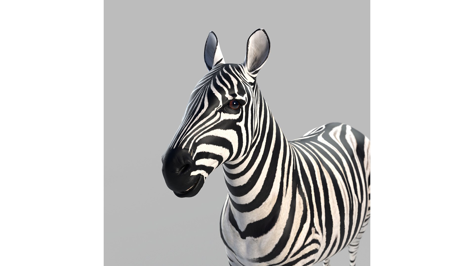 Zebra Rigged 3D - TurboSquid 1616277