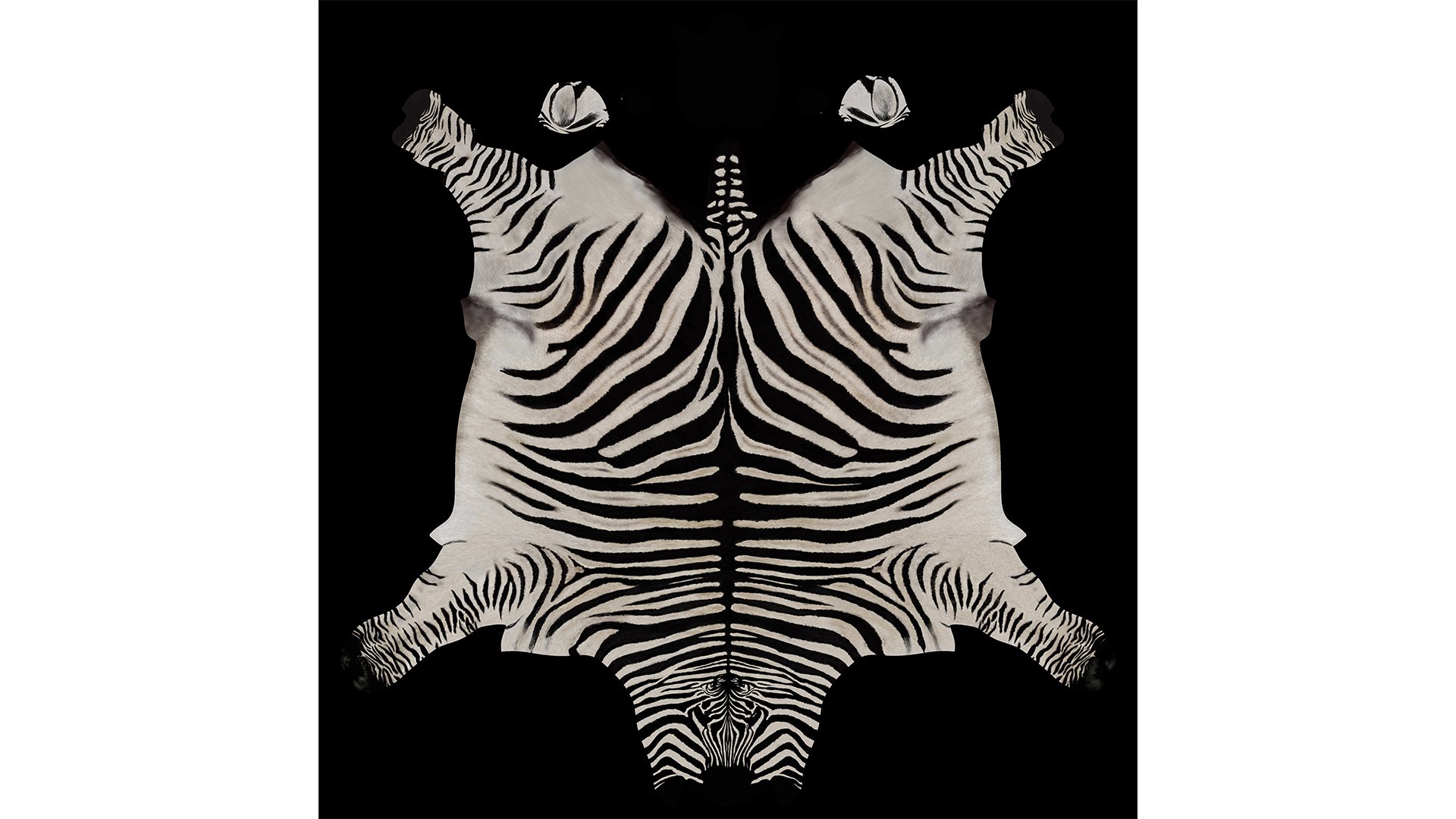 Zebra Rigged 3D - TurboSquid 1616277