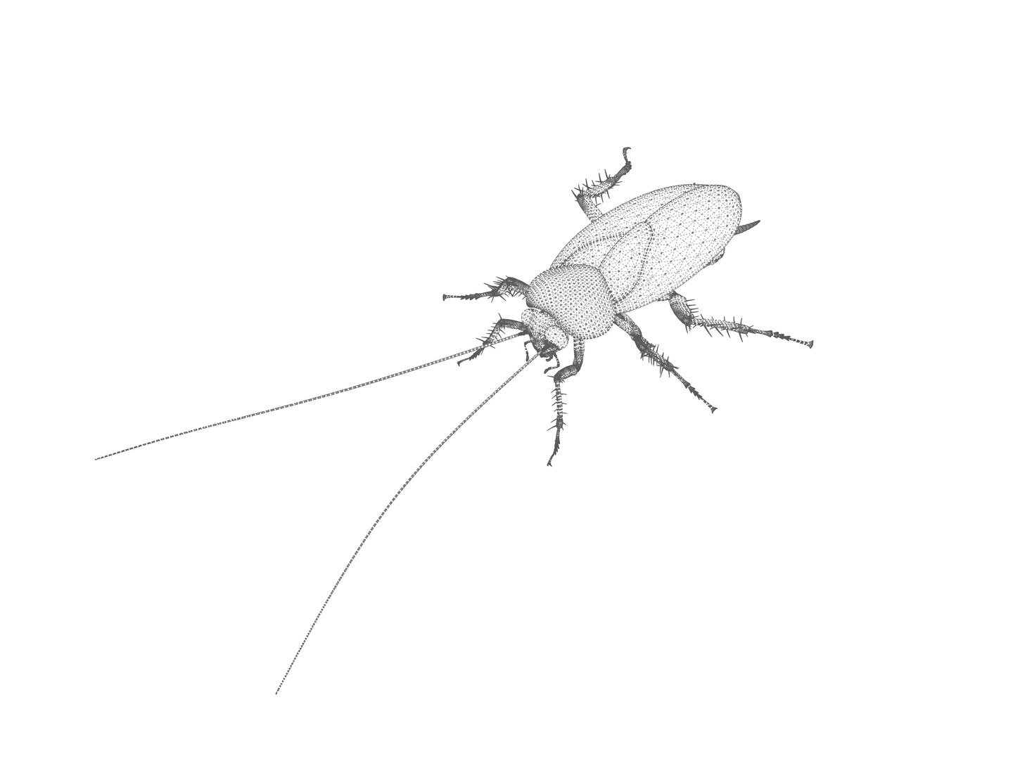 Cockroach 3D Model - TurboSquid 2072942