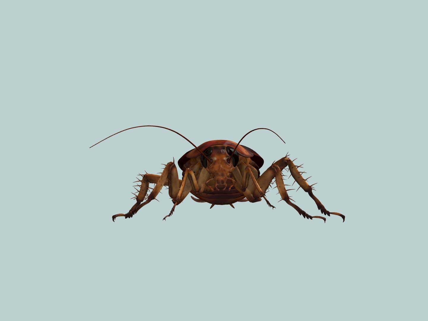 Cockroach 3D Model - TurboSquid 2072942