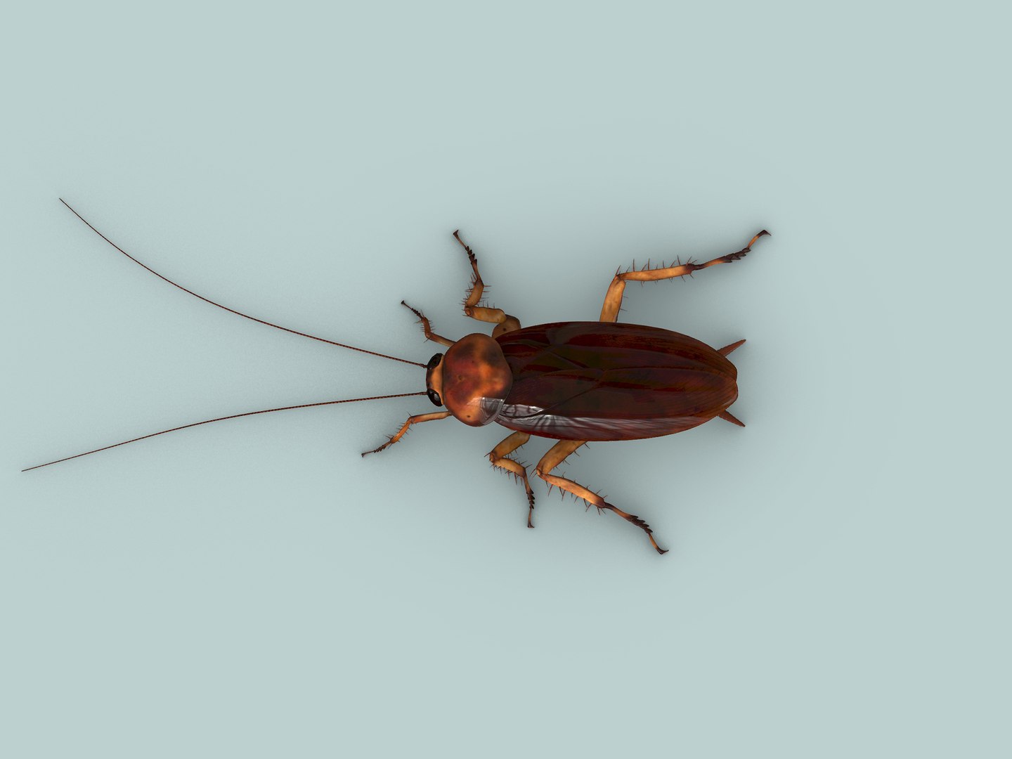 Cockroach 3D Model - TurboSquid 2072942