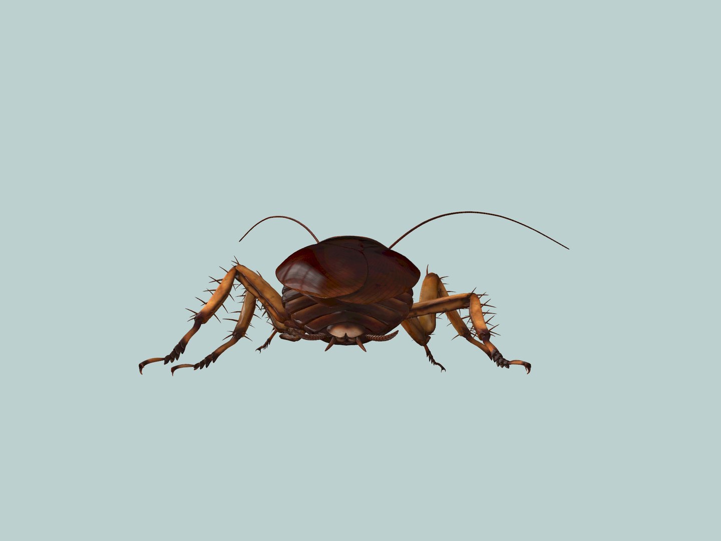 Cockroach 3D Model - TurboSquid 2072942