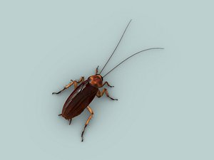 Download 3D Cockroach STL Models - TurboSquid