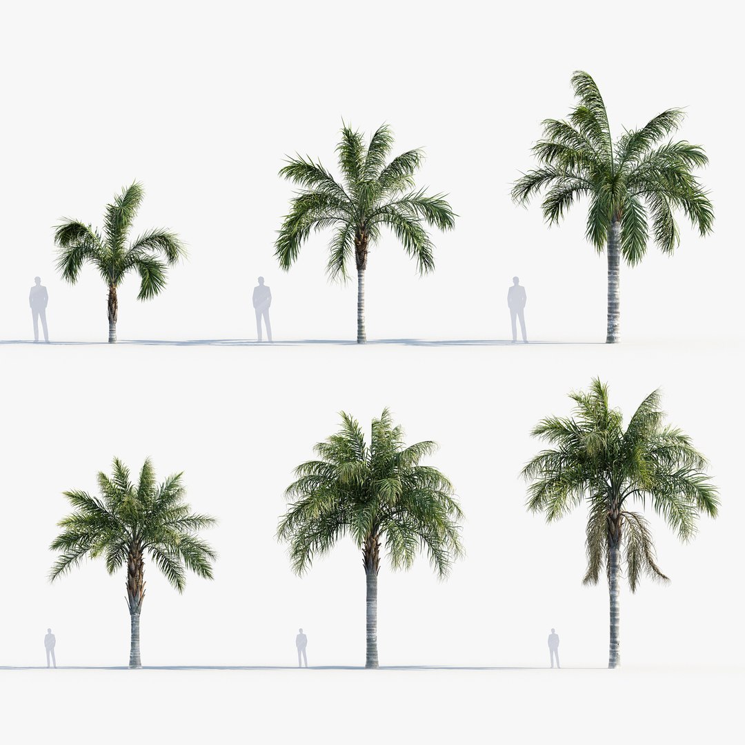 Syagrus romanzoffiana Queen Palm 3D - TurboSquid 2041515