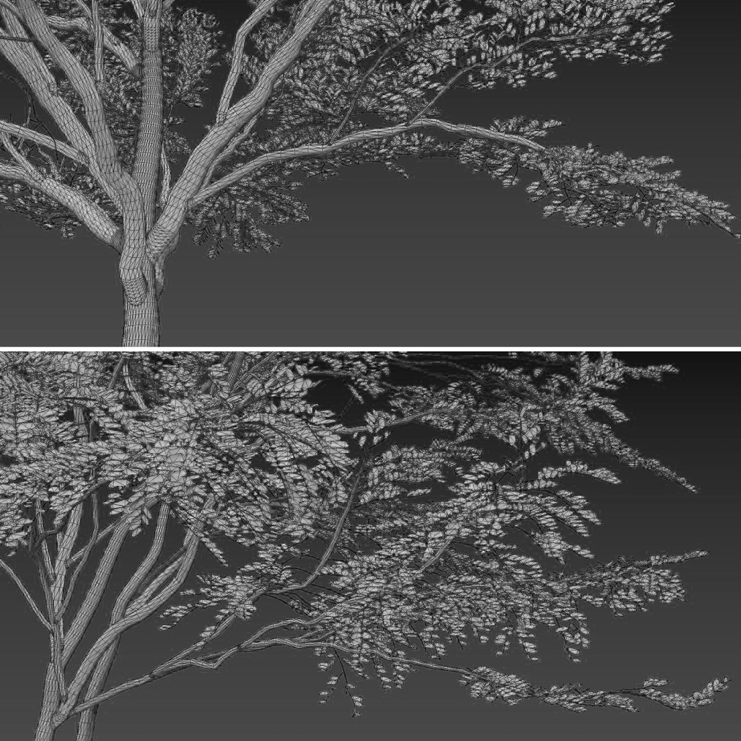 Set of Albizia Falcataria Tree Falcataria Moluccana 2 Trees model ...