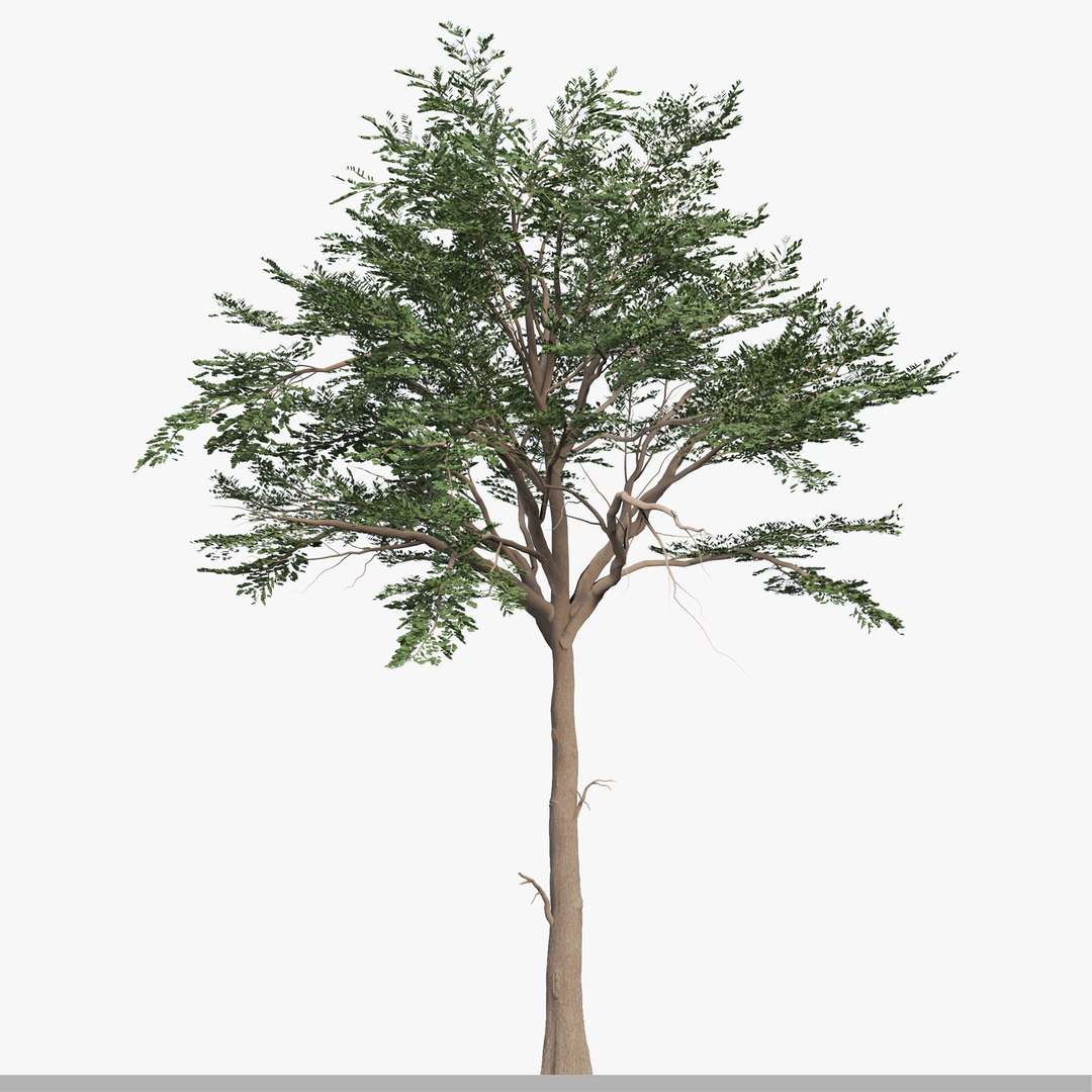 Set of Albizia Falcataria Tree Falcataria Moluccana 2 Trees model ...
