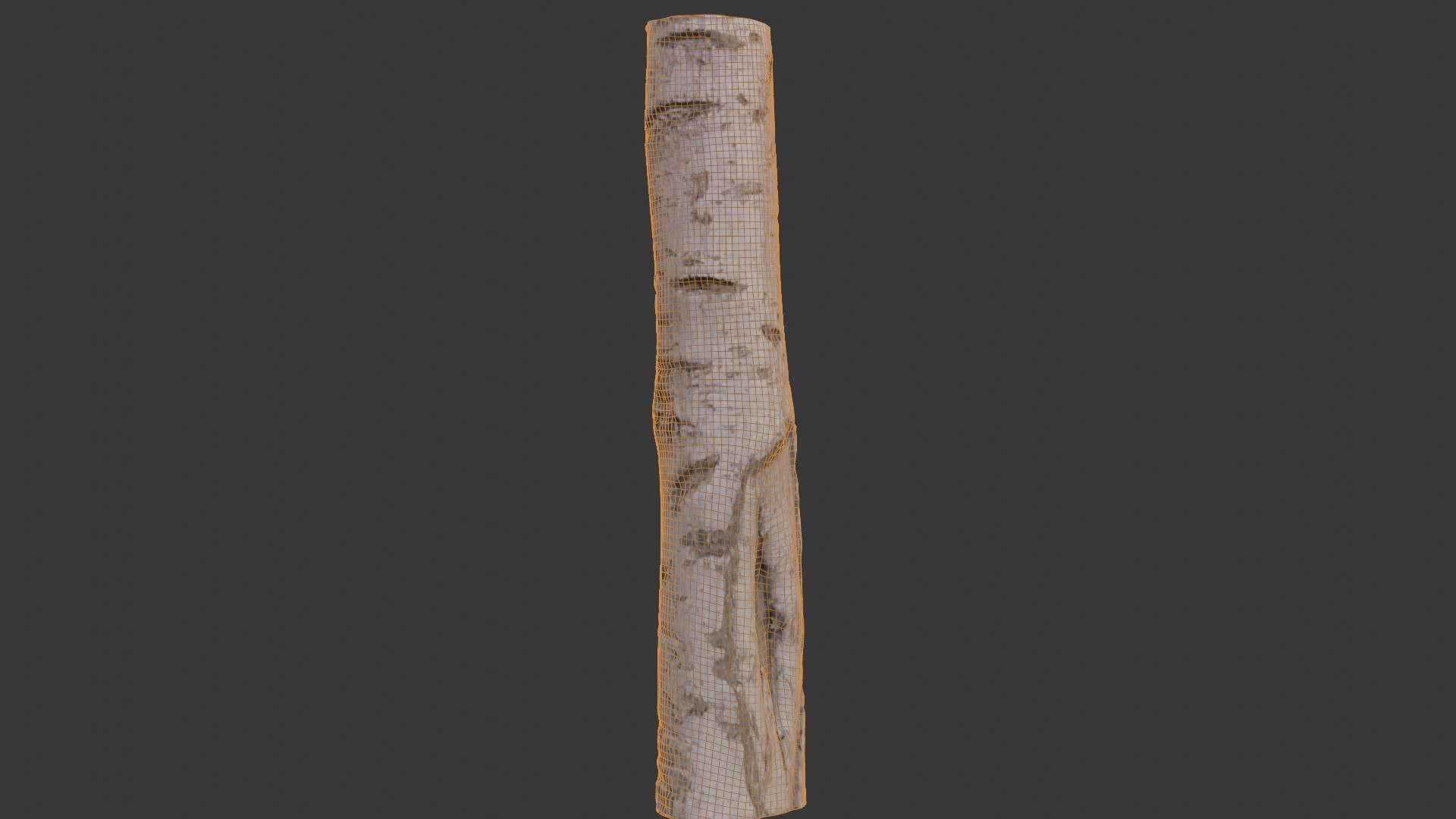 3D Birch Tree Trunk Scan - TurboSquid 2395549