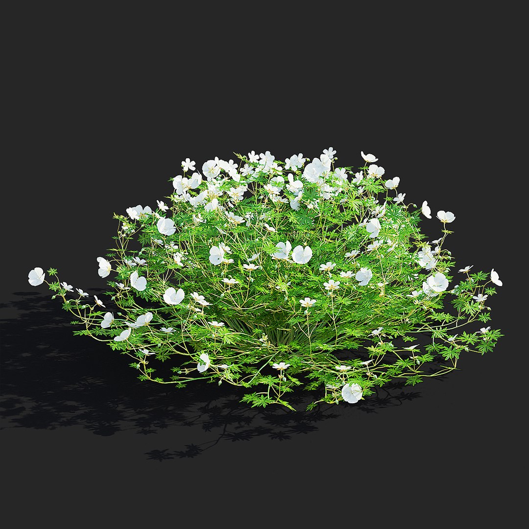 3D Geranium sanguineum Alba - TurboSquid 2148660