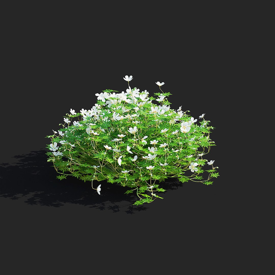 3D Geranium sanguineum Alba - TurboSquid 2148660
