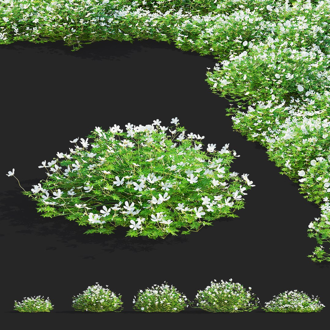 3D Geranium sanguineum Alba - TurboSquid 2148660