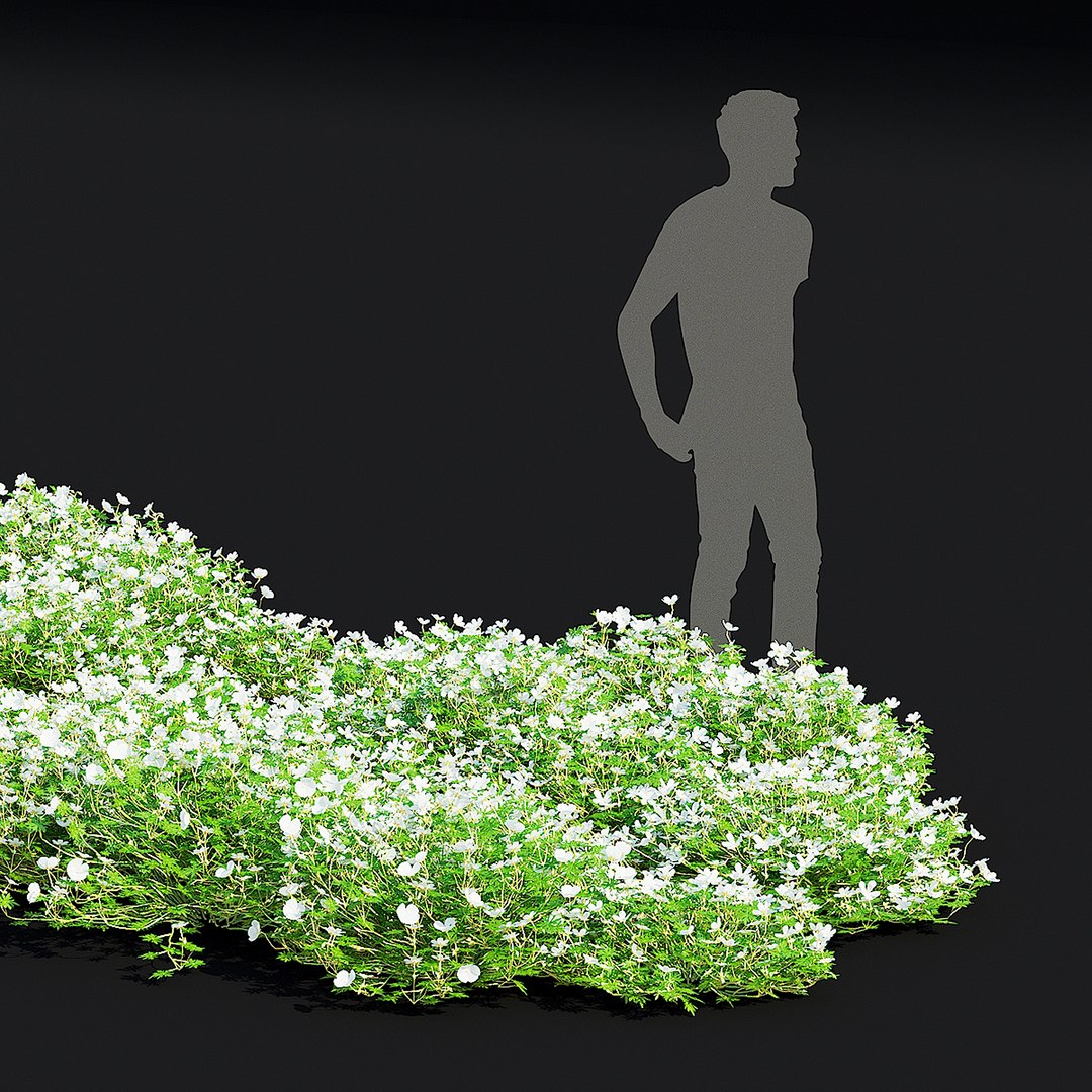 3D Geranium sanguineum Alba - TurboSquid 2148660